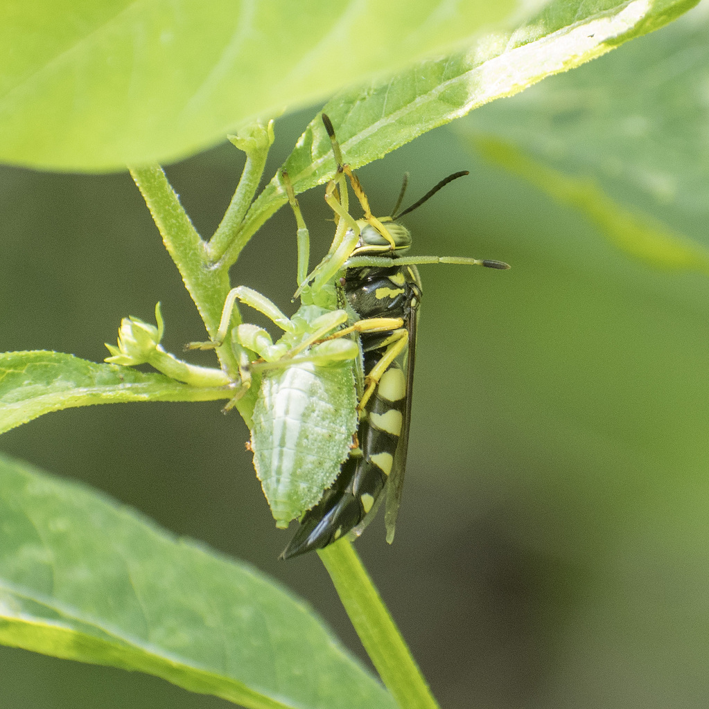 Four-banded Stink Bug Wasp from Montgomery County, OH, USA on August 19 ...