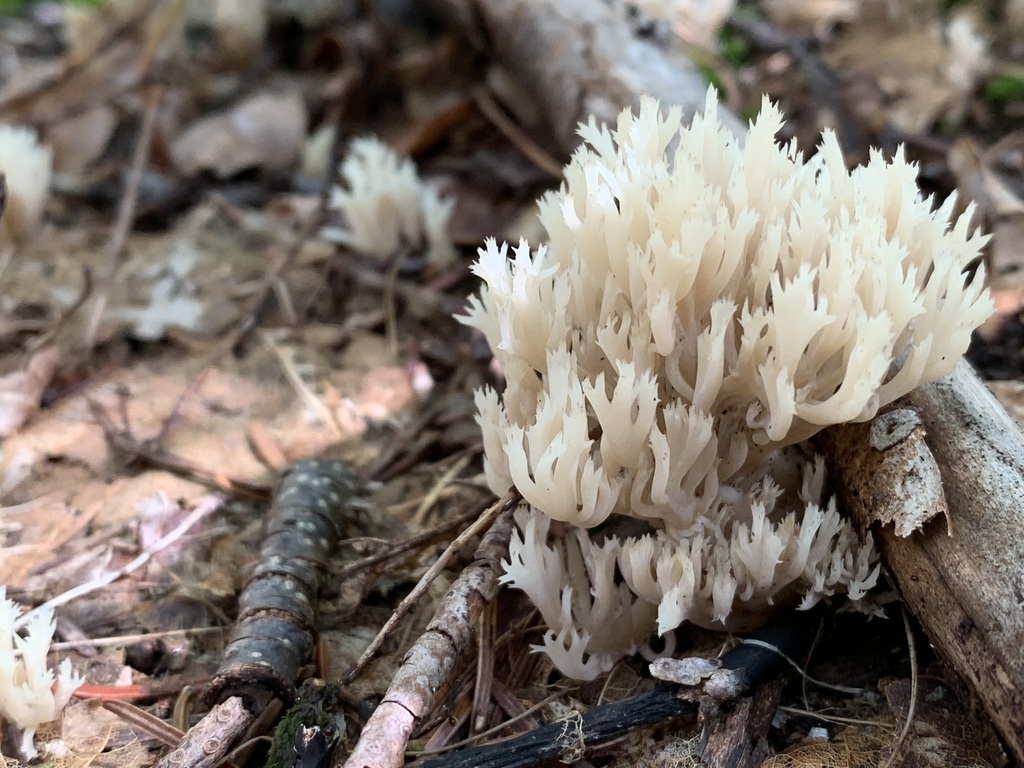White Coral Fungus from Prince Edward Island, Canada on August 19, 2023 ...