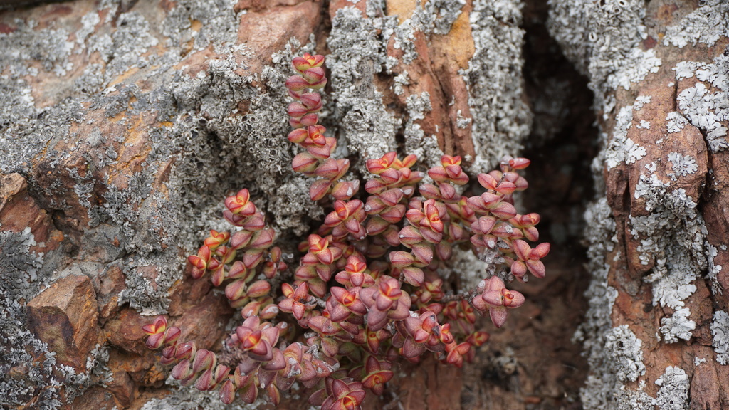 Kebab Bush from Cape Winelands, South Africa on February 12, 2019 at 11 ...
