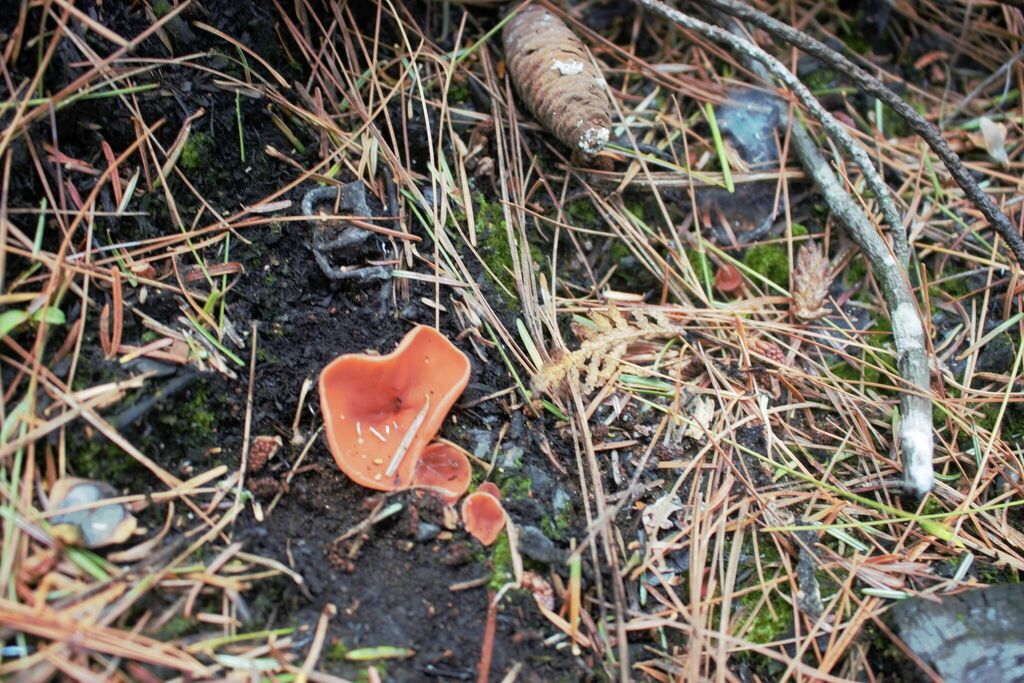 Pyropyxis rubra from Renfrew County, ON, Canada on August 23, 2023 at ...