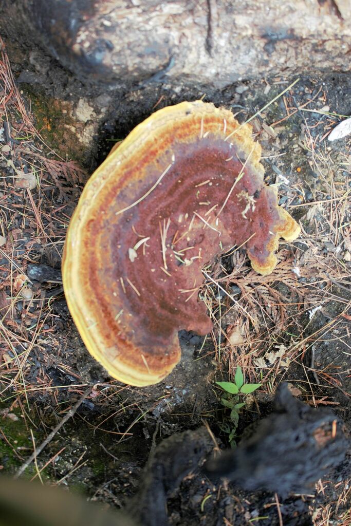 Dyer's Polypore from Renfrew County, ON, Canada on August 23, 2023 at ...