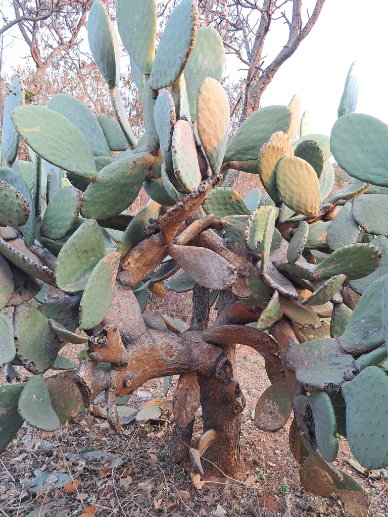 Indian fig opuntia from Scientia 627-Jr, Pretoria, 0081, South Africa ...