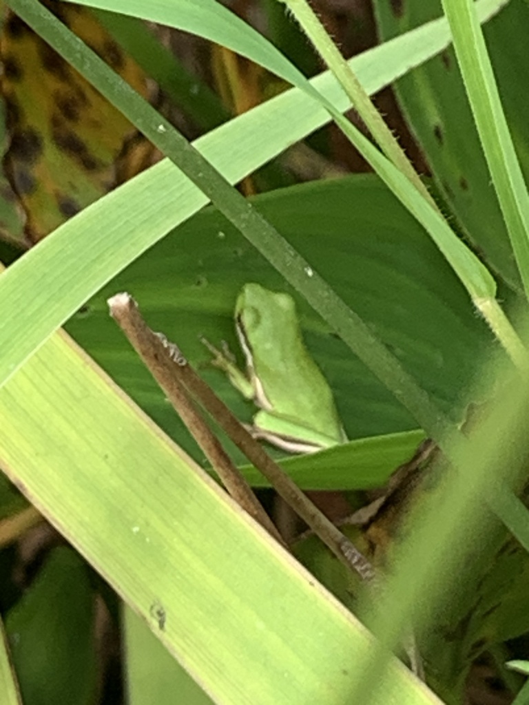 Green Treefrog from Blue Ridge Rd, Raleigh, NC, US on August 24, 2023 at 11:16 AM by Ashley ...