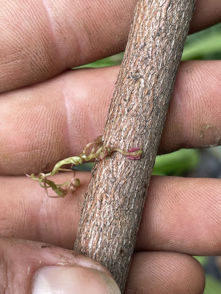 Virginia creeper from Margo Ln, Berwyn, PA, US on August 24, 2023 at 11 ...