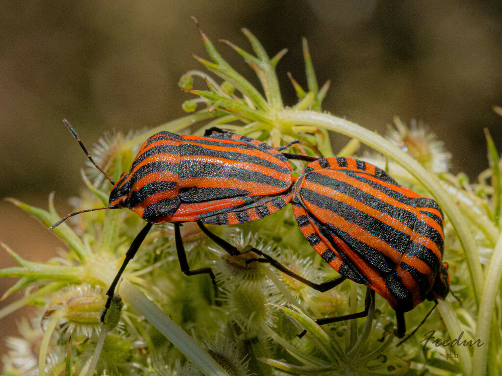 European Striped Shield Bug from Dudelange, Luxembourg on August 22 ...