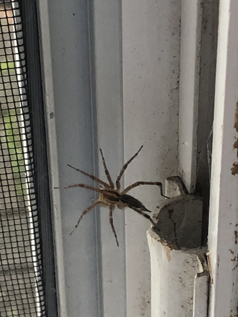 Grass Spiders from Prior Dr, Cuyahoga Falls, OH, US on August 24, 2023 ...