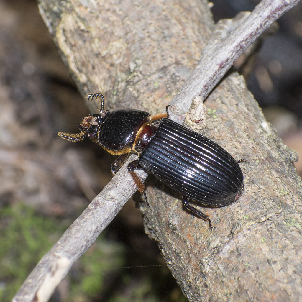 Horned Passalus Beetle from Montgomery County, OH, USA on August 21 ...