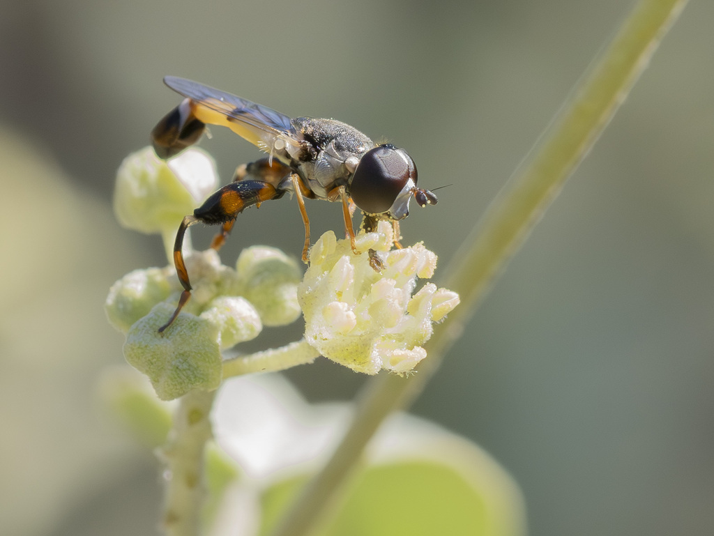 Peg-legged Compost Fly from San Diego, CA, USA on August 22, 2023 at 09 ...