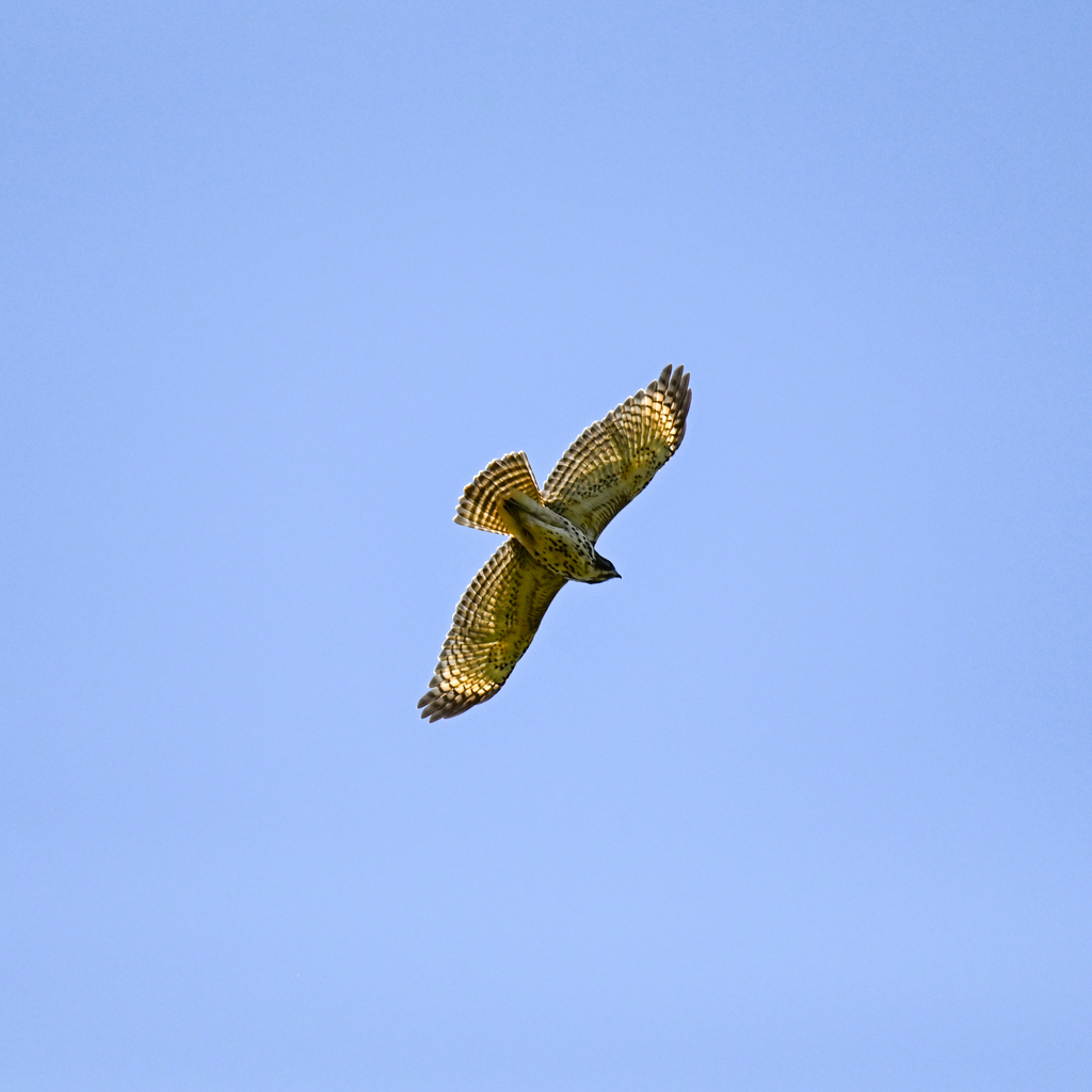 Red-shouldered Hawk from Prince William County, VA, USA on August 23 ...