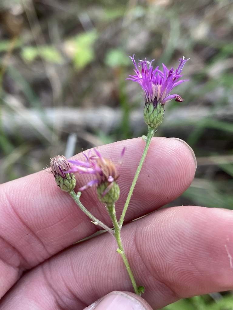 Texas ironweed from Caddo Lake State Park, Karnack, TX, US on August 24 ...