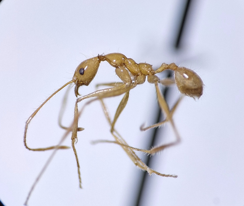 Big-headed Ants from 8JG3+732, Orellana, Ecuador on September 1, 2017 ...