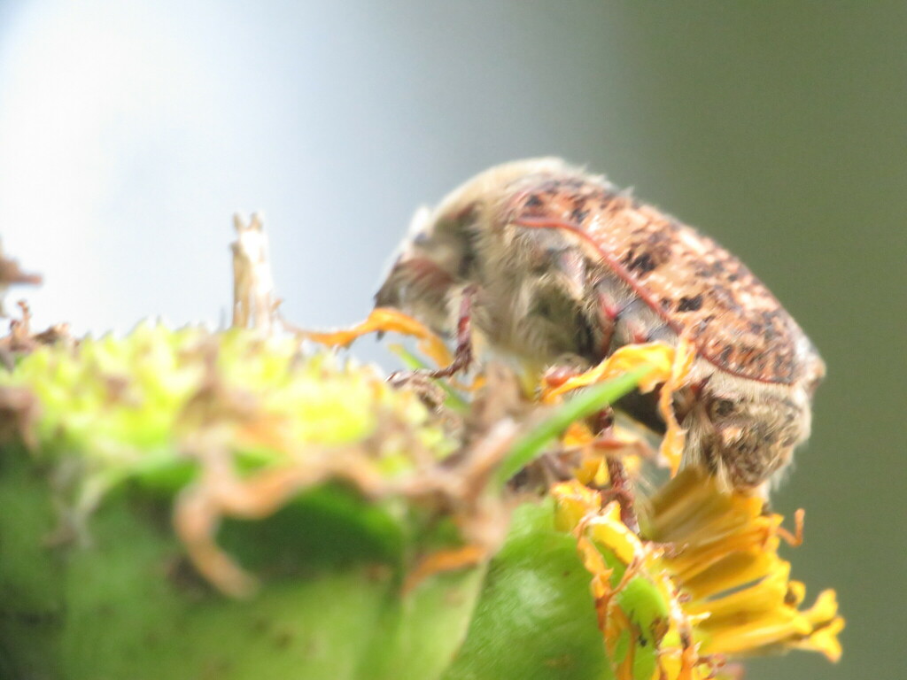 Bumble Flower Beetle from Winnebago County, IL, USA on August 23, 2023 ...