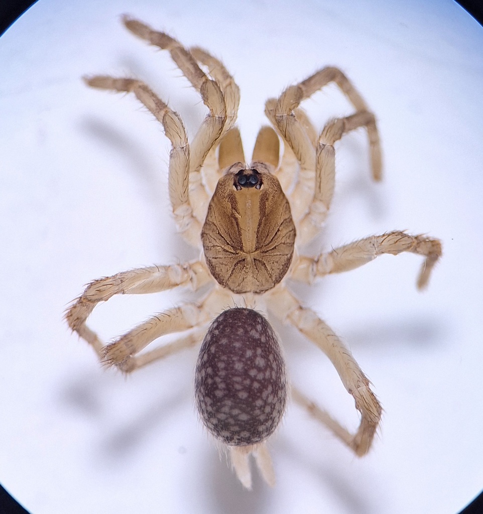 Brushfooted Trapdoor Spiders from 8JG3+732, Orellana, Ecuador on ...