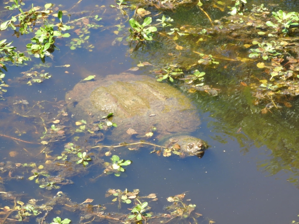 Common Snapping Turtle from Pineville, NC, USA on April 23, 2023 at 12: ...