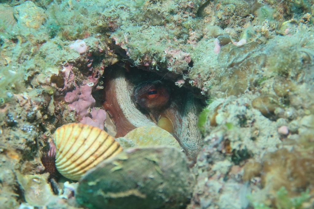 Common Octopus on August 24, 2023 at 03:11 PM by Xavier Rufray. site ...