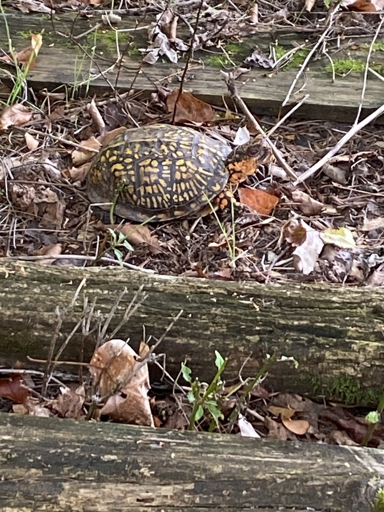 Eastern Box Turtle in August 2023 by irwana · iNaturalist