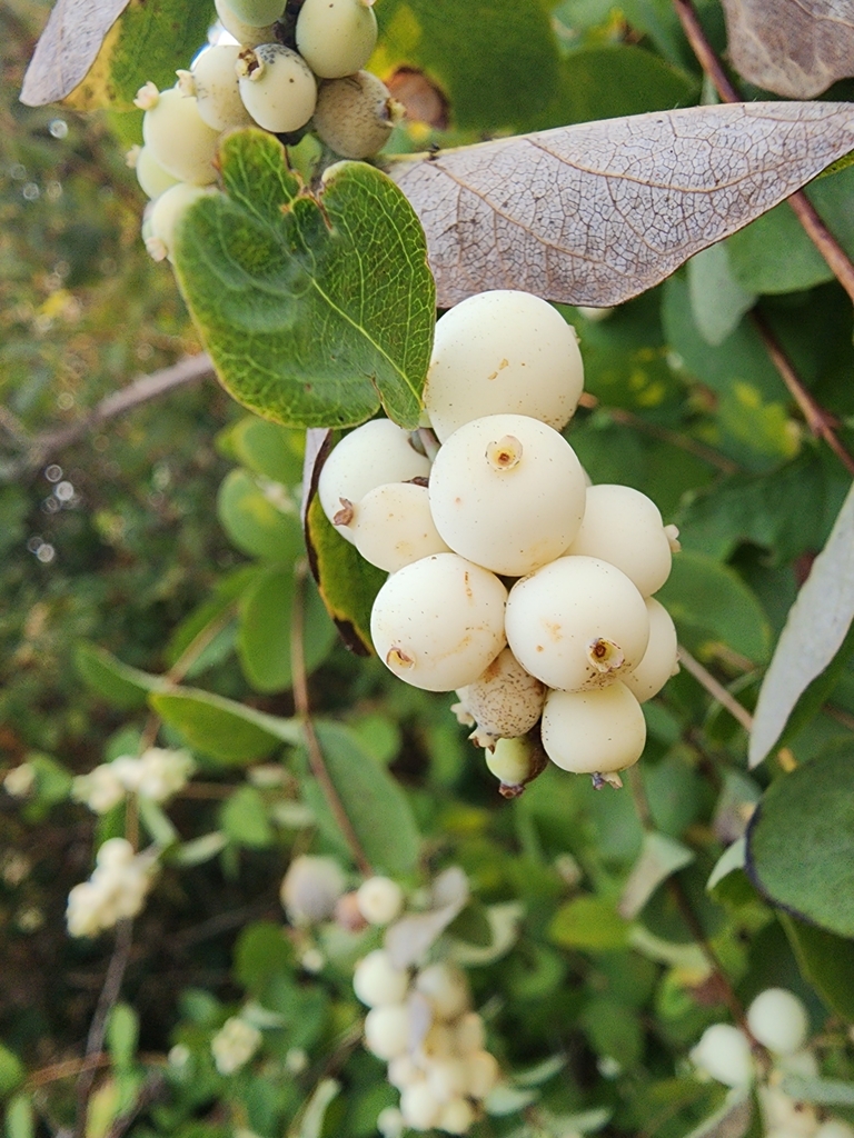 Common Snowberry from Springfield, OR 97477, USA on August 24, 2023 at ...