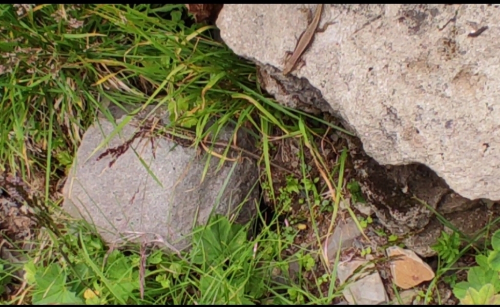 Alpine Rock Lizard in August 2022 by Десяткин Никита. гора Аибга, Цирк ...