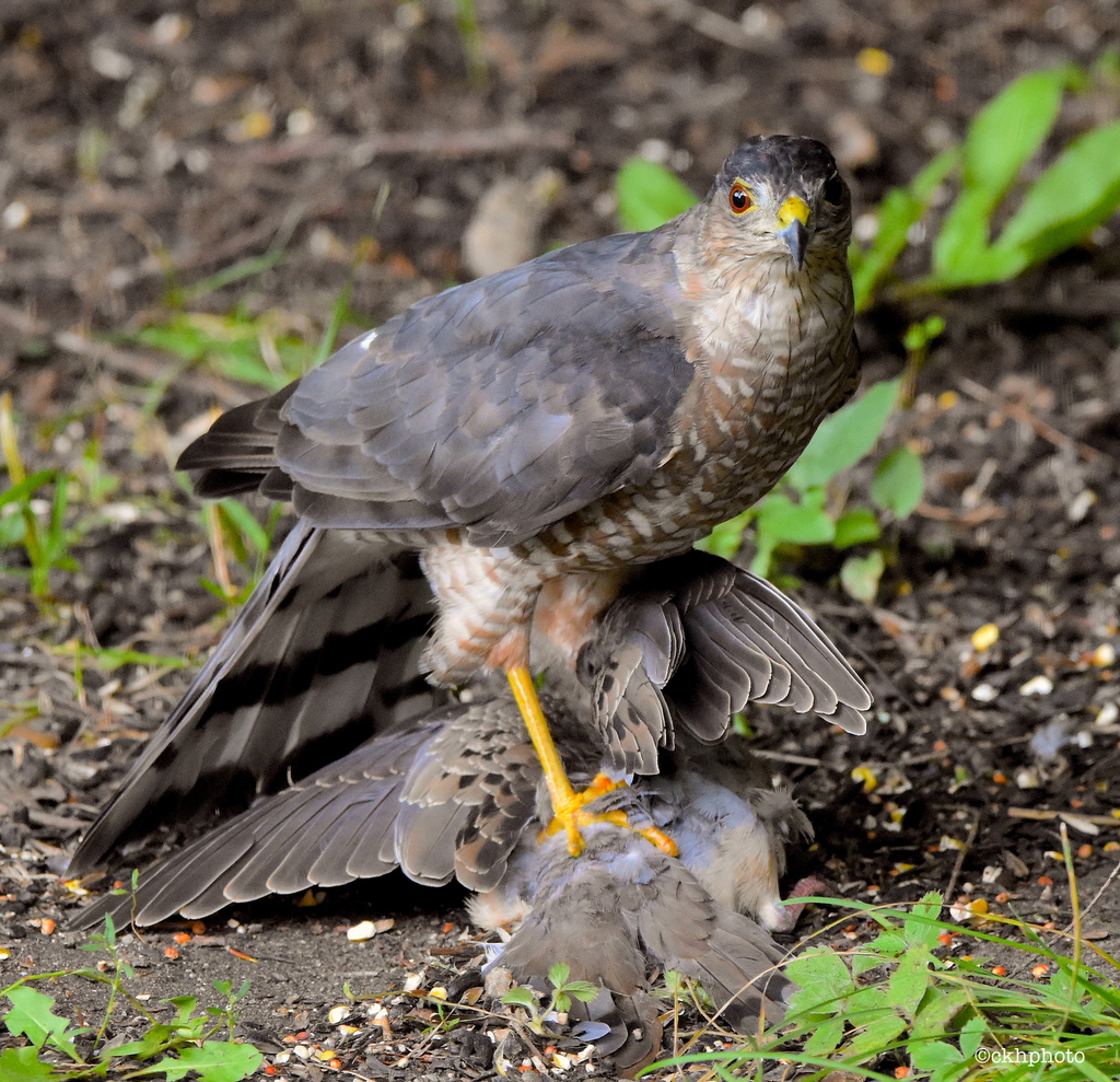 Cooper's Hawk from Townshend, VT, USA on August 21, 2023 at 09:52 AM by ...