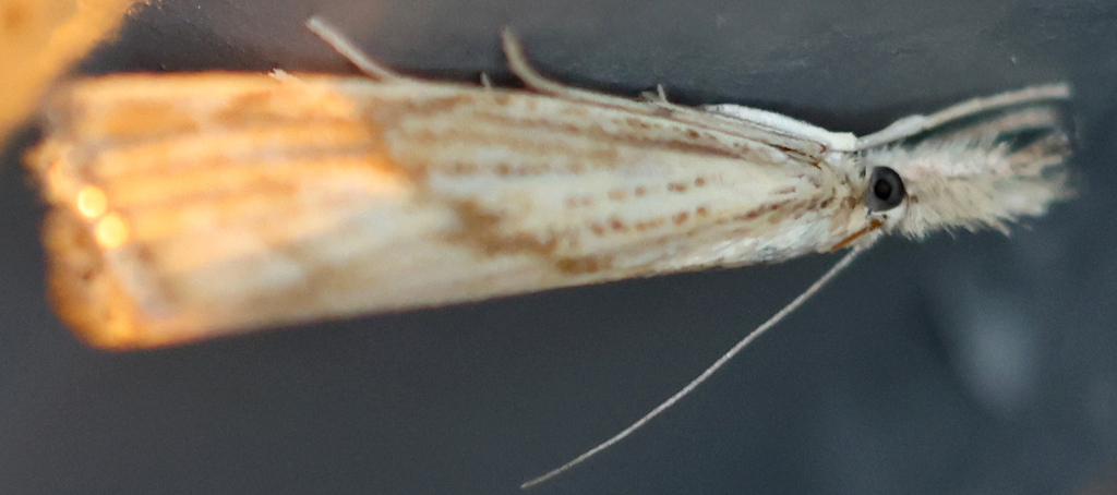 Lesser Vagabond Sod Webworm Moth from Shepard Settlement, Onondaga ...