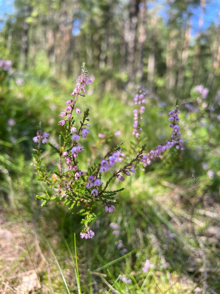 common heather from Nøtterøy, Nøtterøy, 38, NO on August 24, 2023 at 11 ...