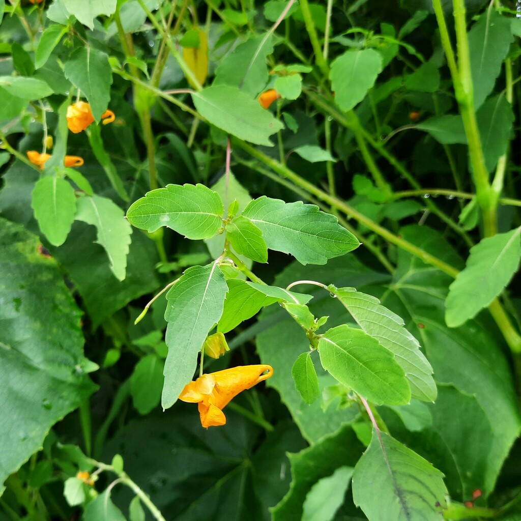 common jewelweed from Plymouth, MA, USA on August 18, 2023 at 03:05 PM ...