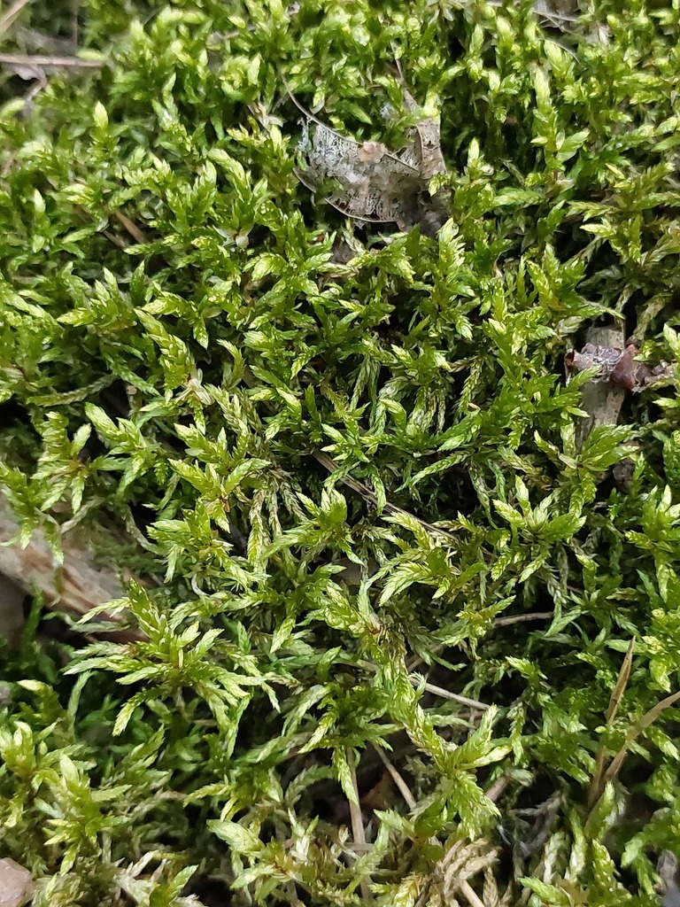 Red-stemmed Feather Moss from Малинський район, Житомирська область ...