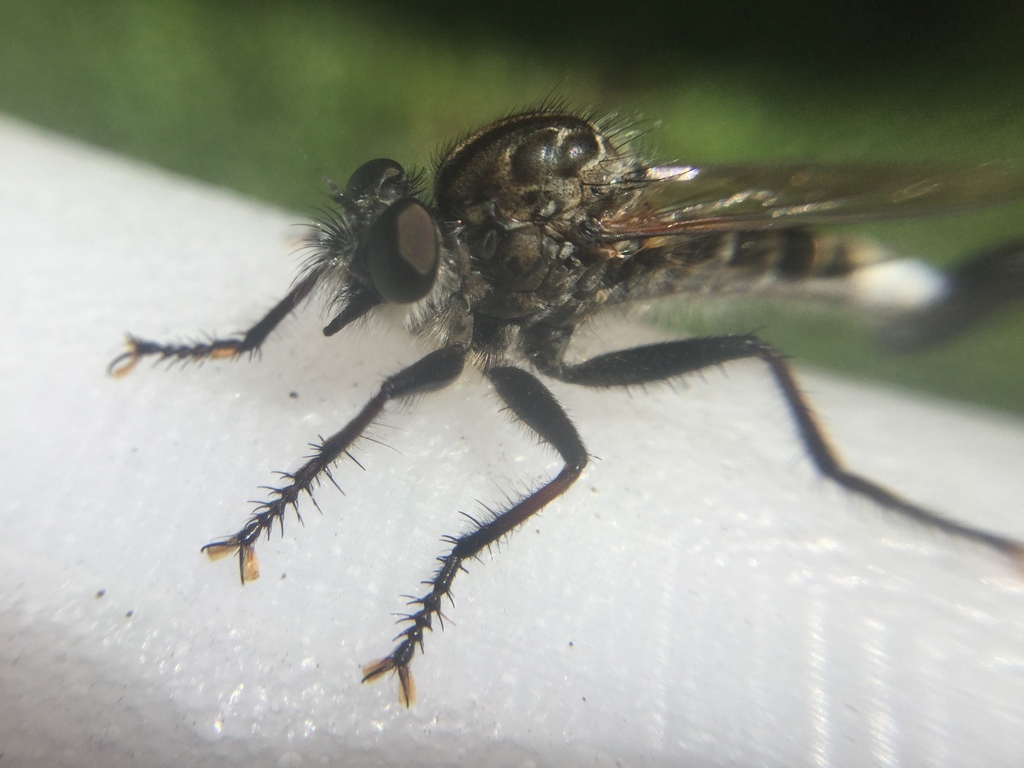 Efferia Aestuans In August 2023 By Matthew Lindsey · Inaturalist