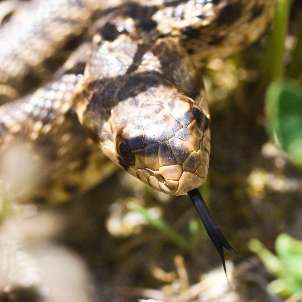 Gopher Snake from Davenport, California, United States on May 06, 2011 ...