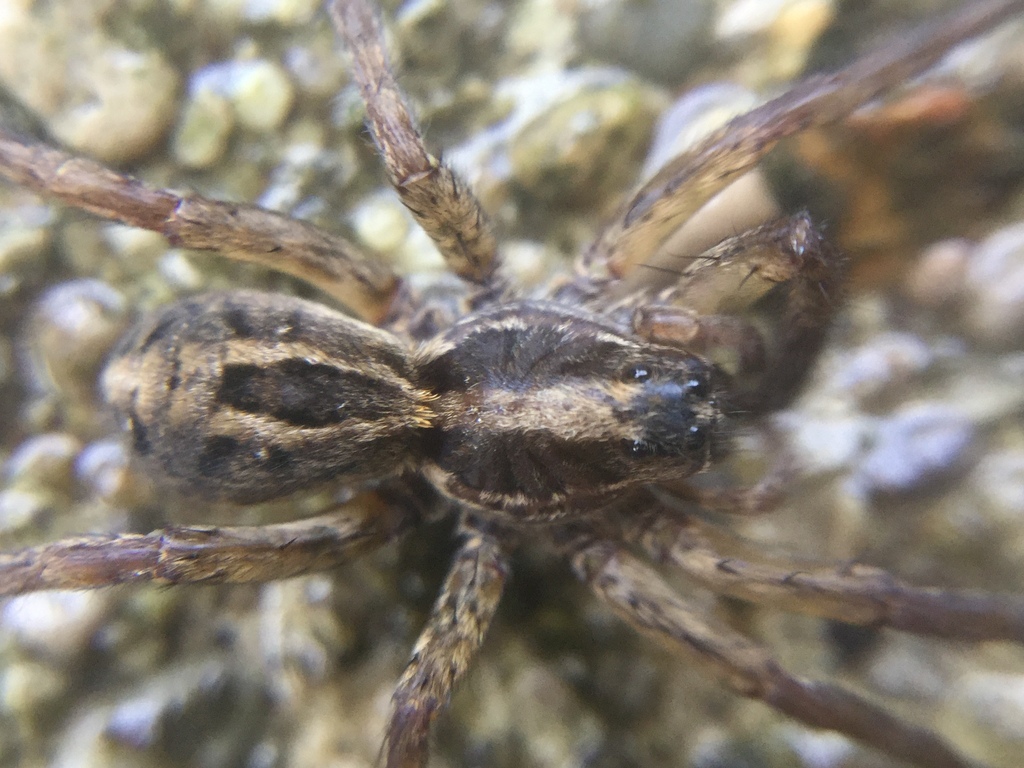 lance wolf spider in August 2023 by Matthew Lindsey. https://www.flickr ...