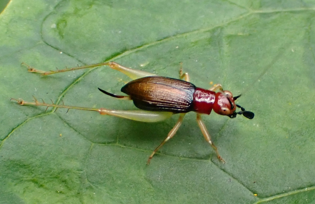 Red-headed Bush Cricket from Richmond, VA, USA on August 24, 2023 at 10 ...