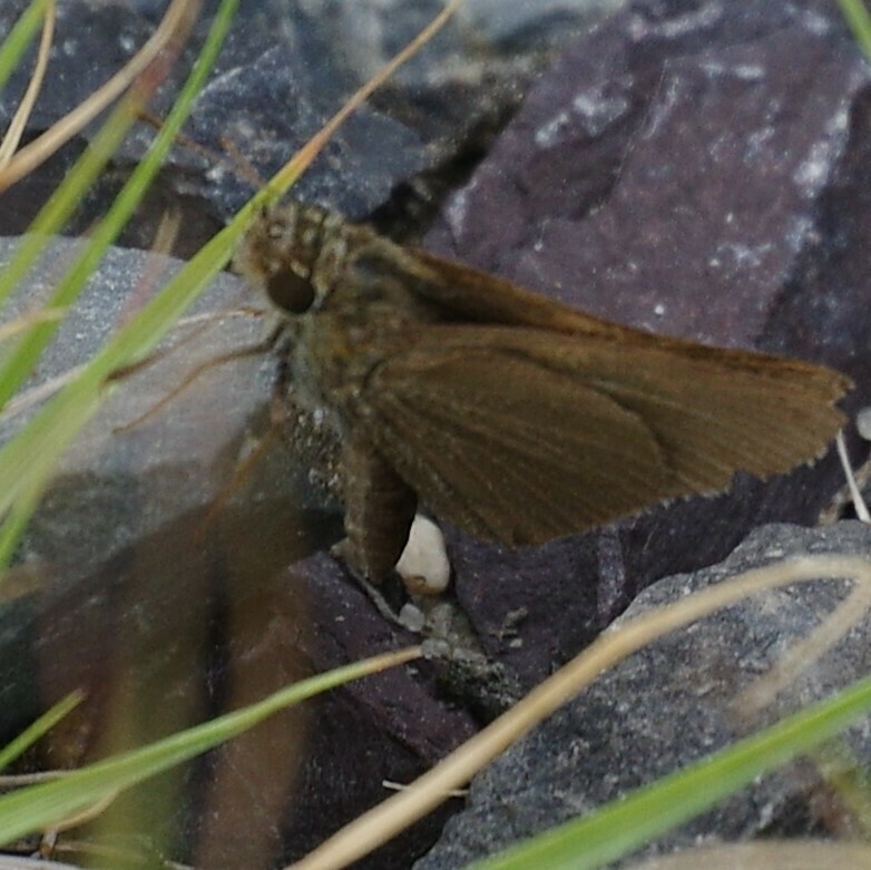 Nastra from Lower Township, NJ, USA on August 24, 2023 at 12:49 PM by ...