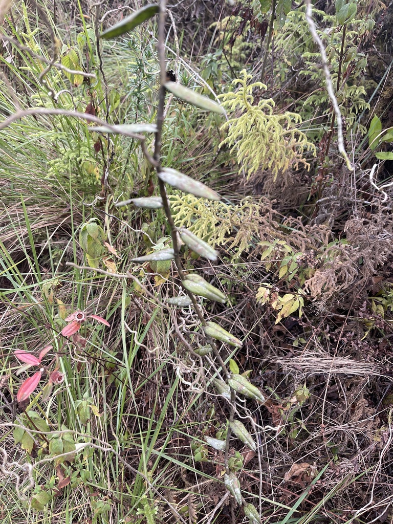 Solenangis clavata from Karamba, NNP on August 24, 2023 at 05:10 PM by ...