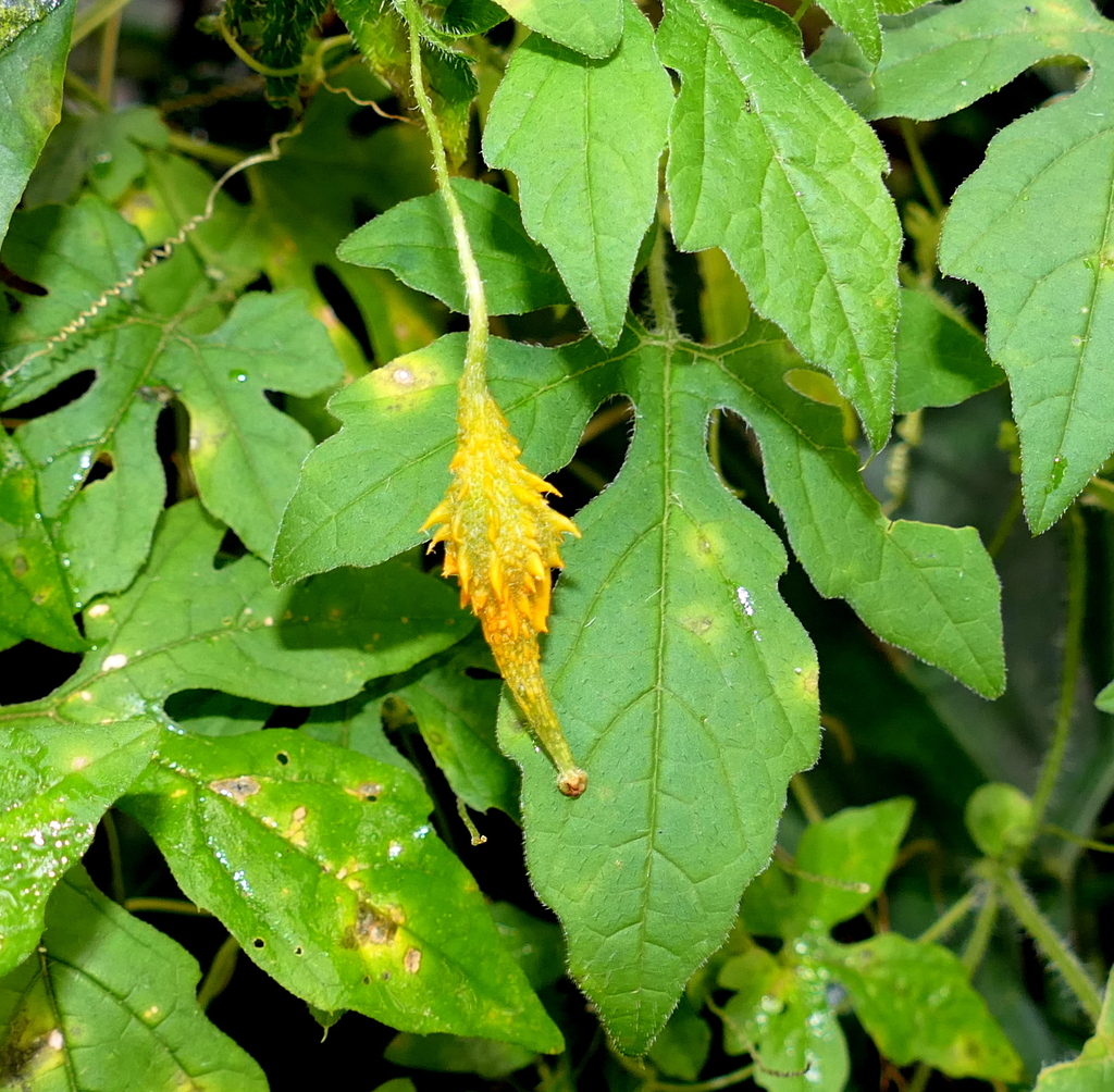 Bitter Melon from Zona rural de Paudalho - Pernambuco on August 20 ...
