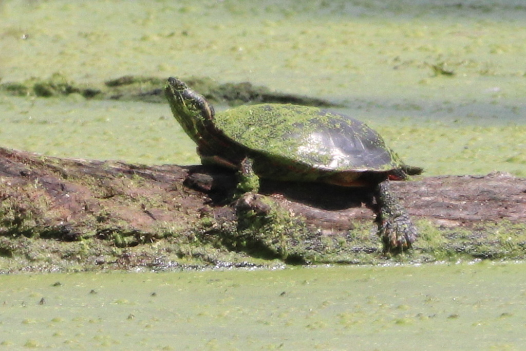 Painted Turtle from Pecatonica, IL, US on August 6, 2023 at 10:47 AM by ...