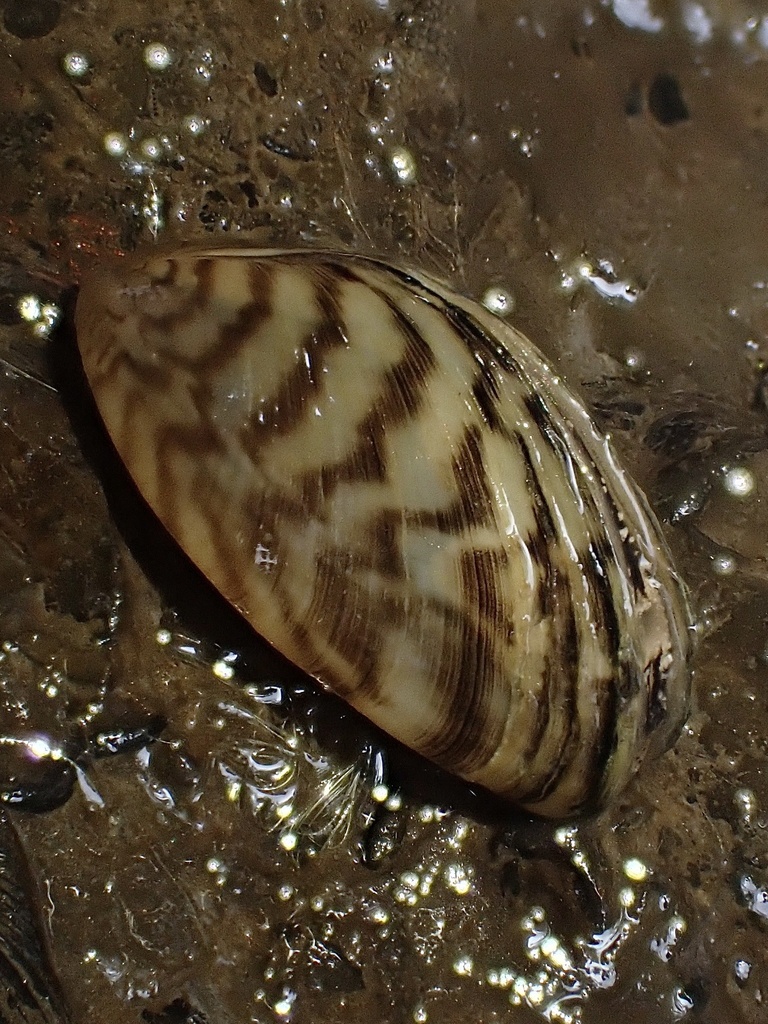 Zebra Mussel from Skaneateles, NY, US on August 24, 2023 at 02:41 PM by ...