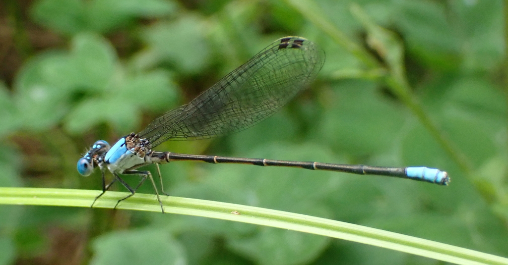 Blue-fronted Dancer from Richmond, VA, USA on August 24, 2023 at 11:11 ...