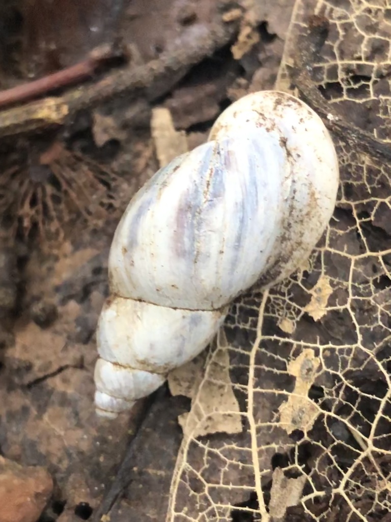 Drymaeus expansus from Parque Nacional del Manu, Madre de Dios, PE on ...