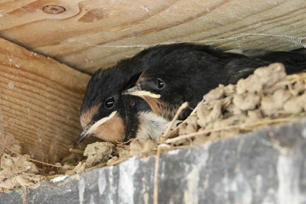 Barn Swallow from Spurn Canal Scrape, East Riding of Yorkshire, UK on ...