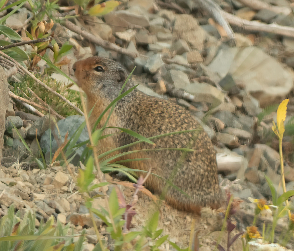 Columbian Ground Squirrel from Whatcom County, WA, USA on August 20 ...