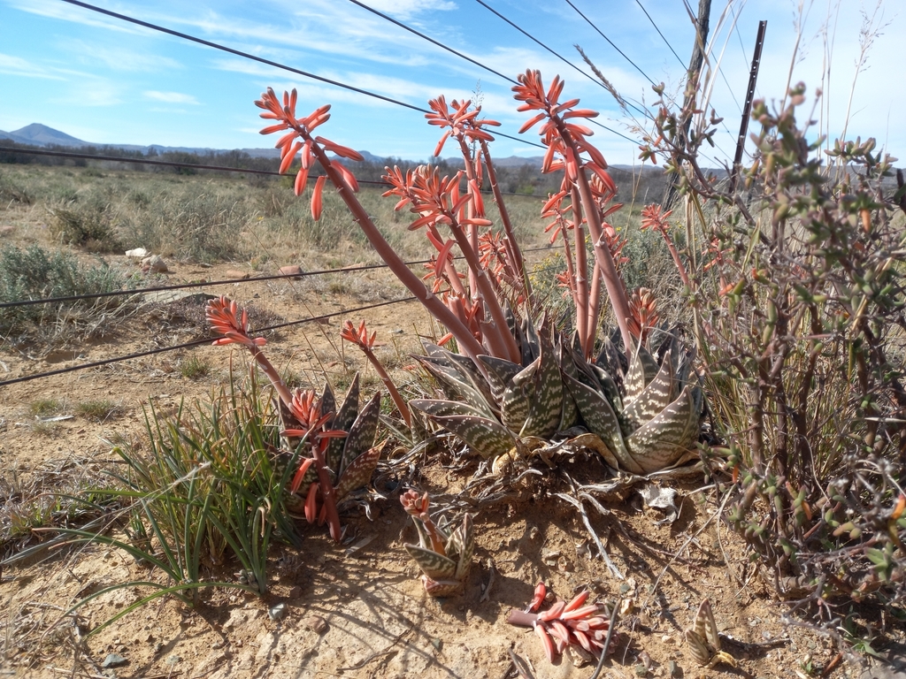 Common Partridge Aloe in August 2023 by buggsbalmer · iNaturalist