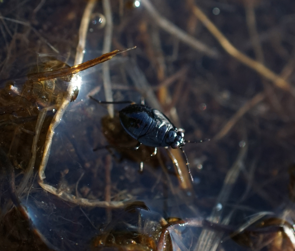 Shore bugs from Spittal an der Drau District, Austria on July 7, 2023 ...