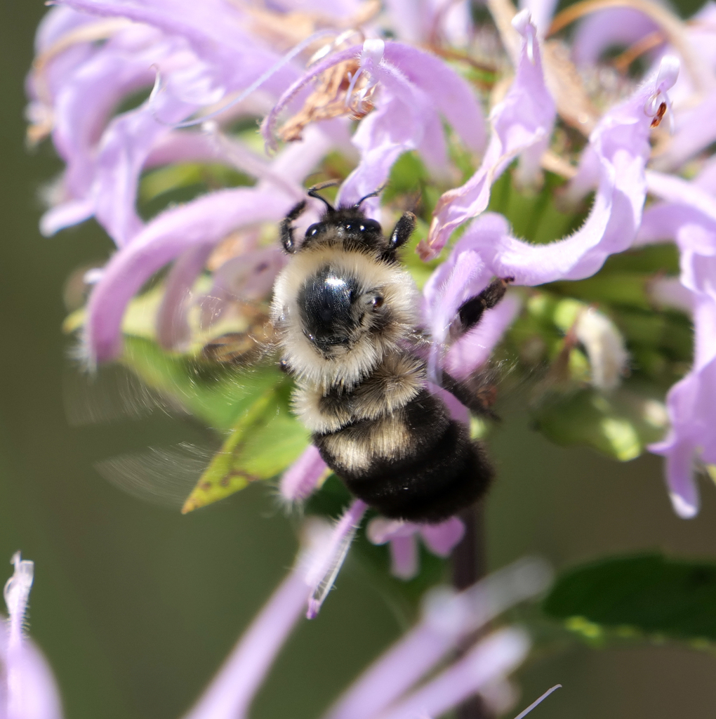 Two-spotted Bumble Bee from Retzer Nature Ctr on July 13, 2022 at 02:20 ...