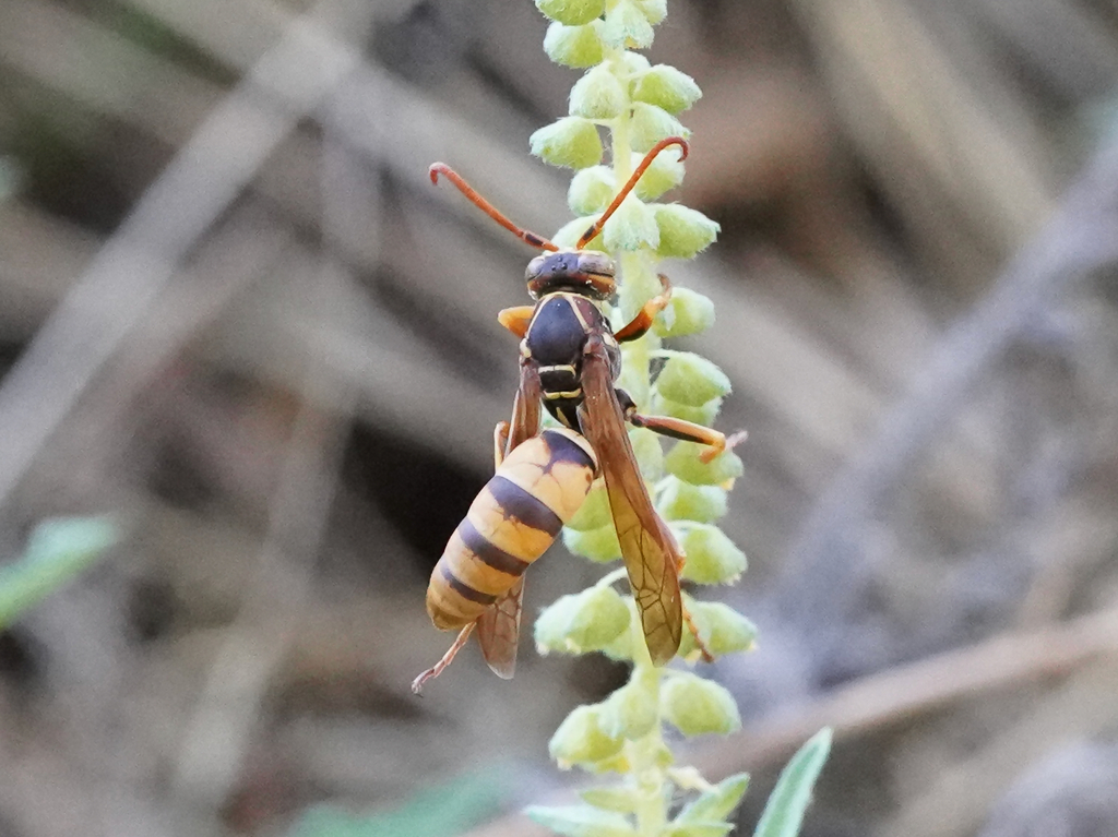 Golden Paper Wasp from San Diego, CA, USA on August 22, 2023 at 12:49 ...