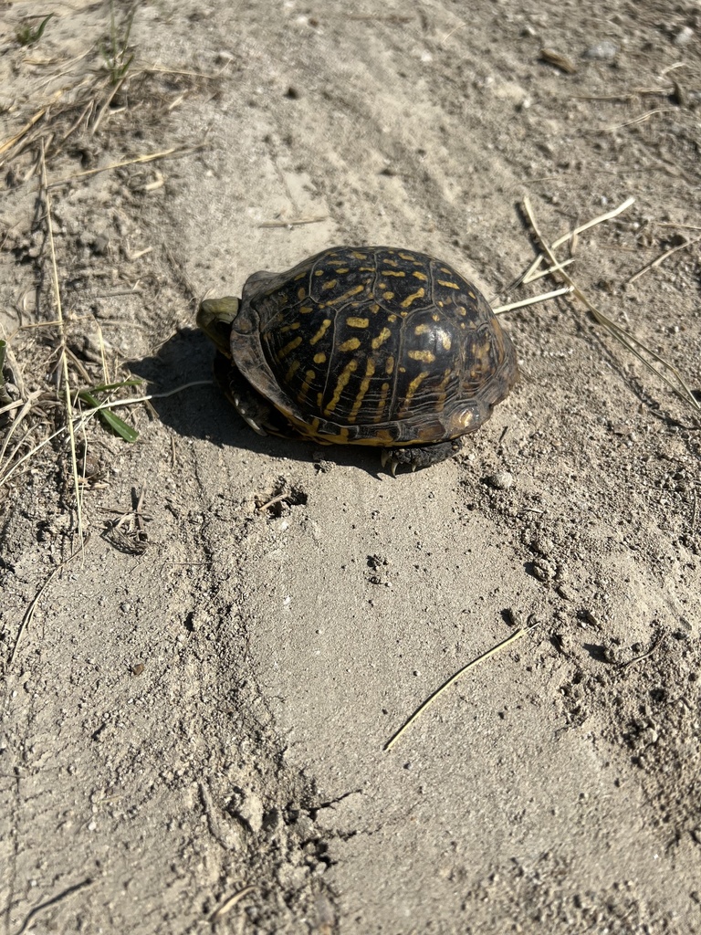 Ornate Box Turtle from Udall Rd, Chanute, KS, US on August 19, 2023 at ...