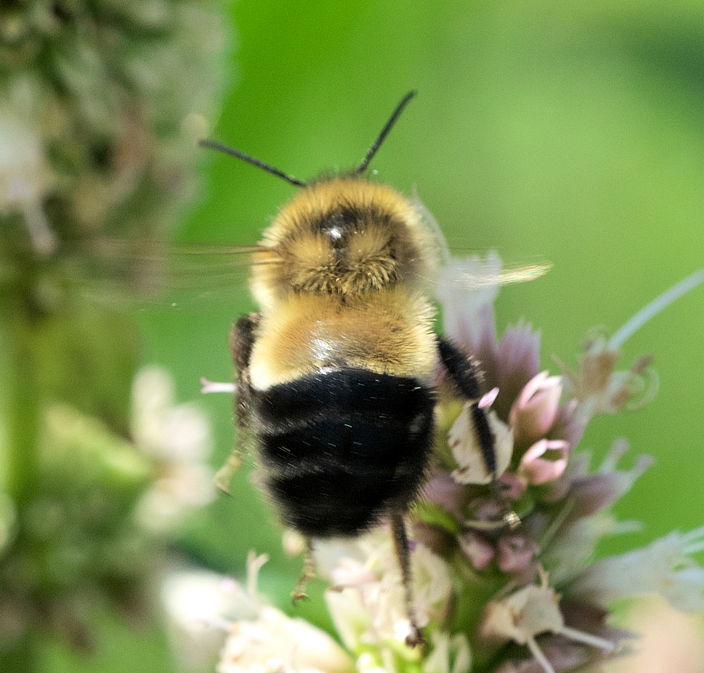 Rusty-patched Bumble Bee in August 2022 by bkkmcgrath · iNaturalist