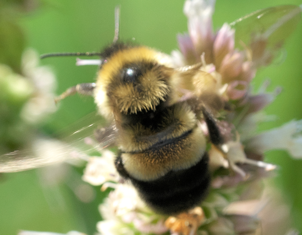 Rusty-patched Bumble Bee in August 2022 by bkkmcgrath · iNaturalist