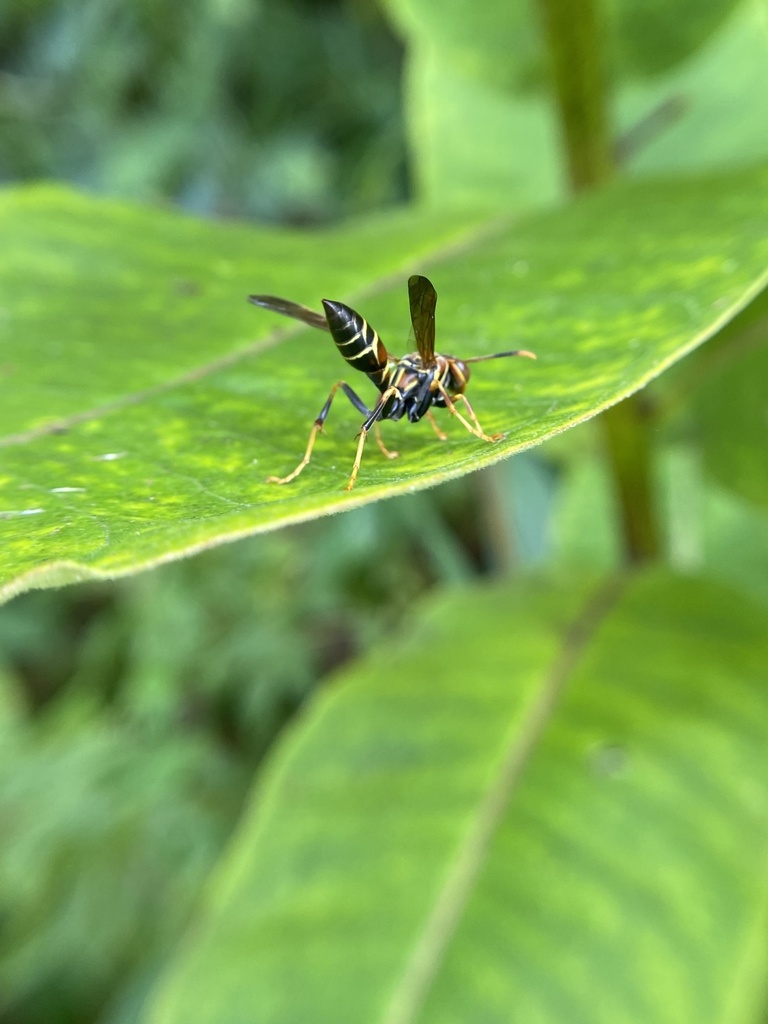 Bahamian Paper Wasp from North Carolina Aquariums, Manteo, NC, US on ...