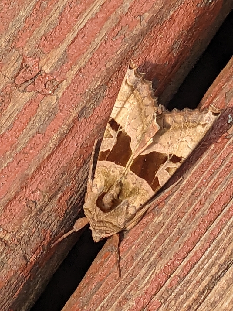 Brown Angle Shades from Canaan Heights, WV 26260, USA on August 24 ...