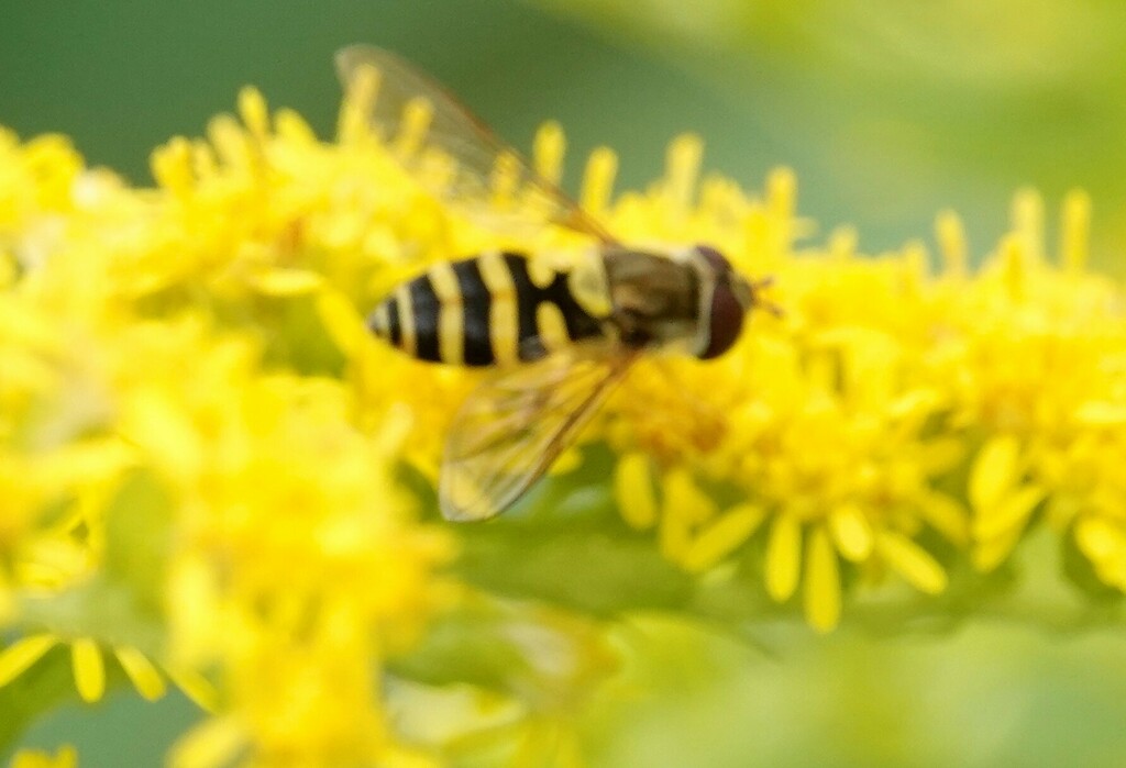 Yellow-legged Flower Fly from Salisbury, NB, Canada on August 18, 2023 ...